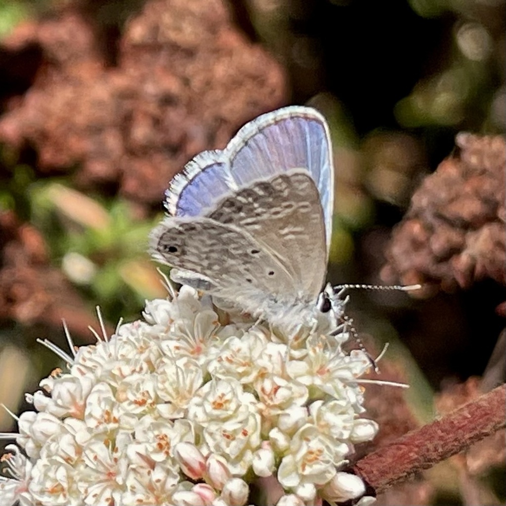 Ceraunus Blue from Charles St, San Diego, CA, US on November 13, 2023 ...
