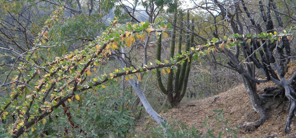 Adam's tree from Los Cabos, Basse-Californie du Sud, Mexique on ...