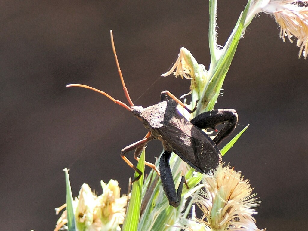 Florida Leaf-footed Bug from High Ridge Natural Scrub Area 7300 High ...