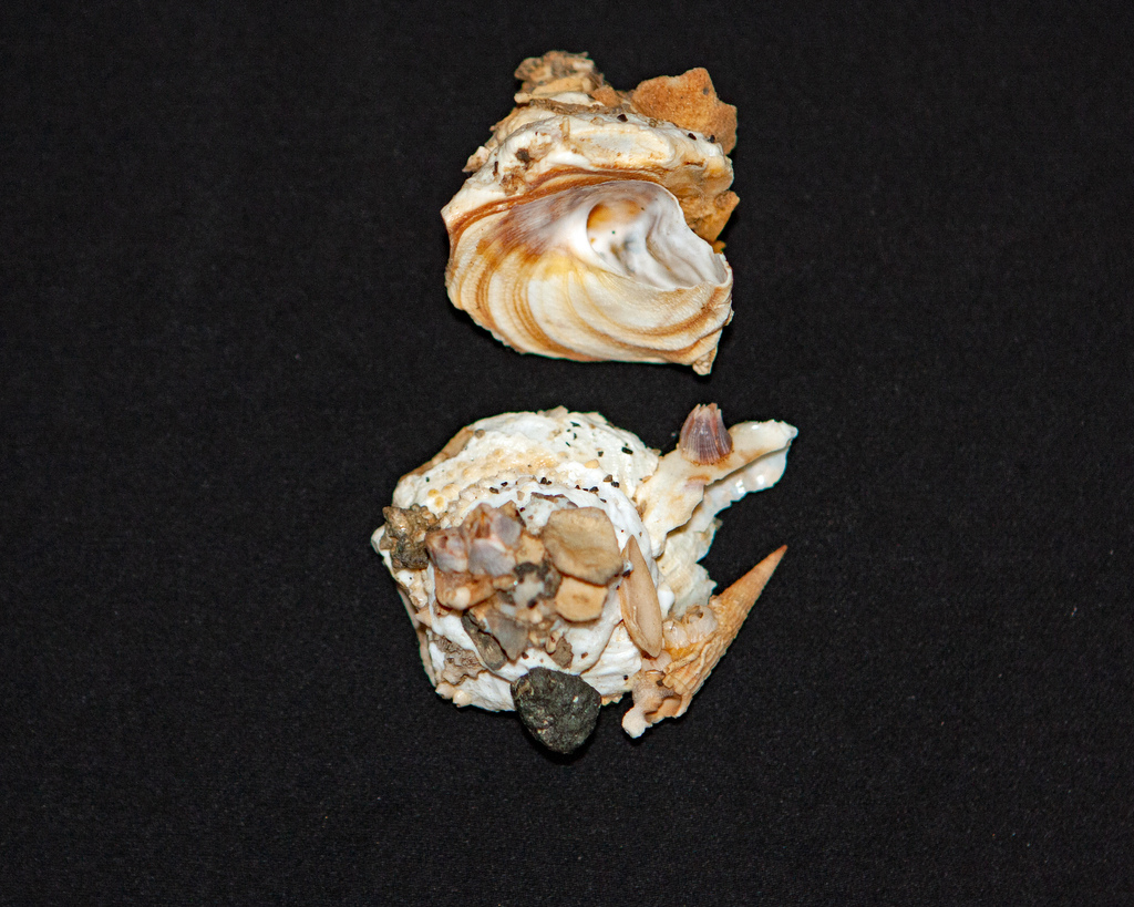 American Carrier Shell from Gulf of Mexico off Apalachee Florida, USA ...