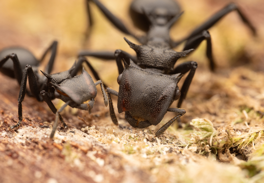 Common Giant Turtle Ant from Manaus - Amazonas, Brasilien on October 21 ...