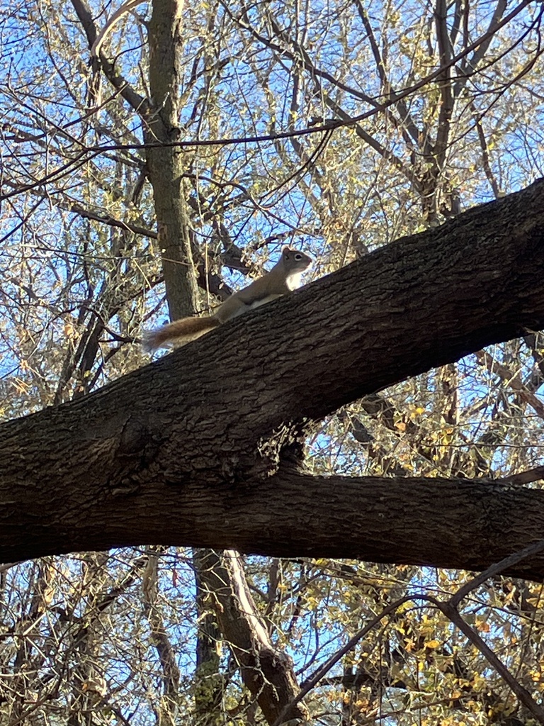 American Red Squirrel from Wood Lake Nature Center, Richfield, MN, US ...