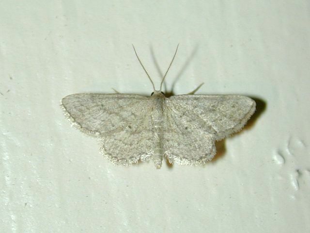 Drab Brown Wave from Floyd Bennet Field, Brooklyn, NY, USA on October 5 ...