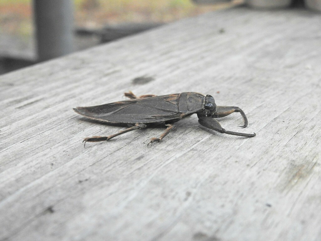 Uhler's Giant Water Bug from Wakulla County, FL, USA on November 8 ...