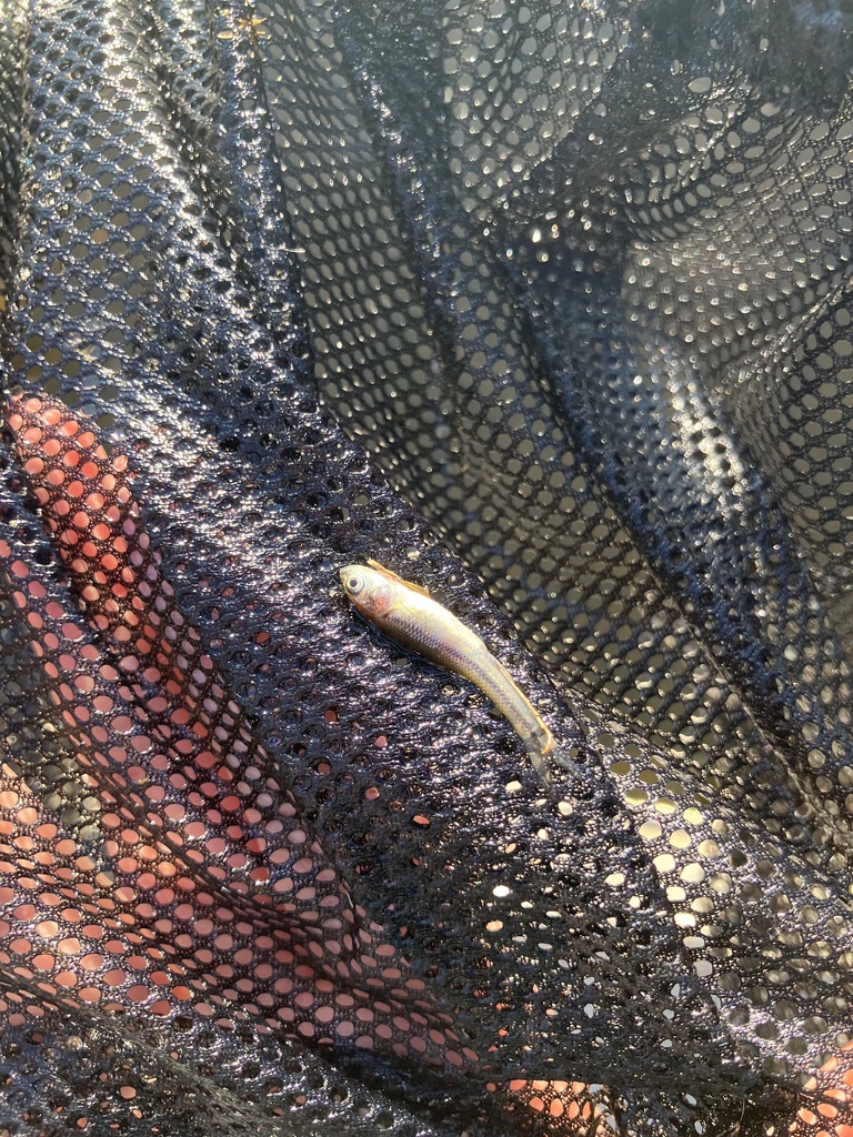 Fathead Minnow from Wood Lake Nature Center, Richfield, MN, US on ...