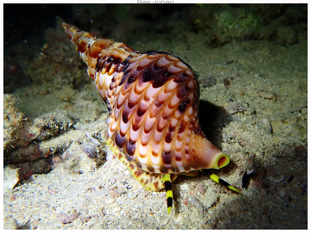 Giant Triton Snail from Sèche croissant - Nouméa on November 2, 2023 at ...
