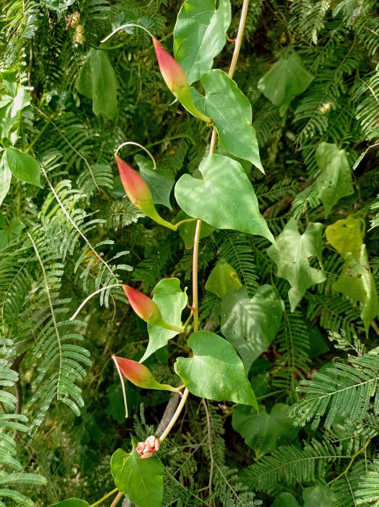 Operculina pteripes from 82532 Sin., México on November 8, 2023 at 09: ...