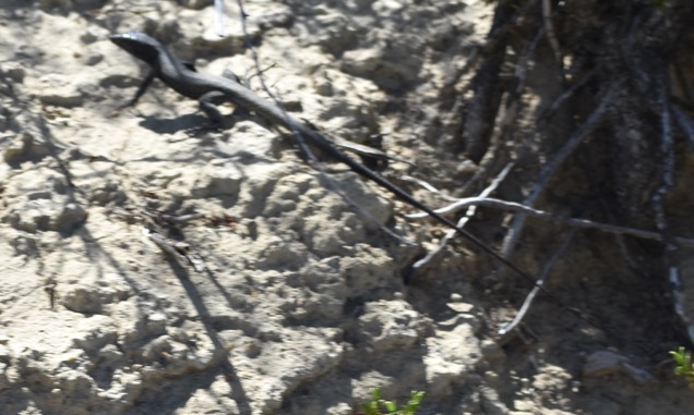 Marbled Whiptail from Gral Cepeda, Coah., México on November 9, 2023 at ...