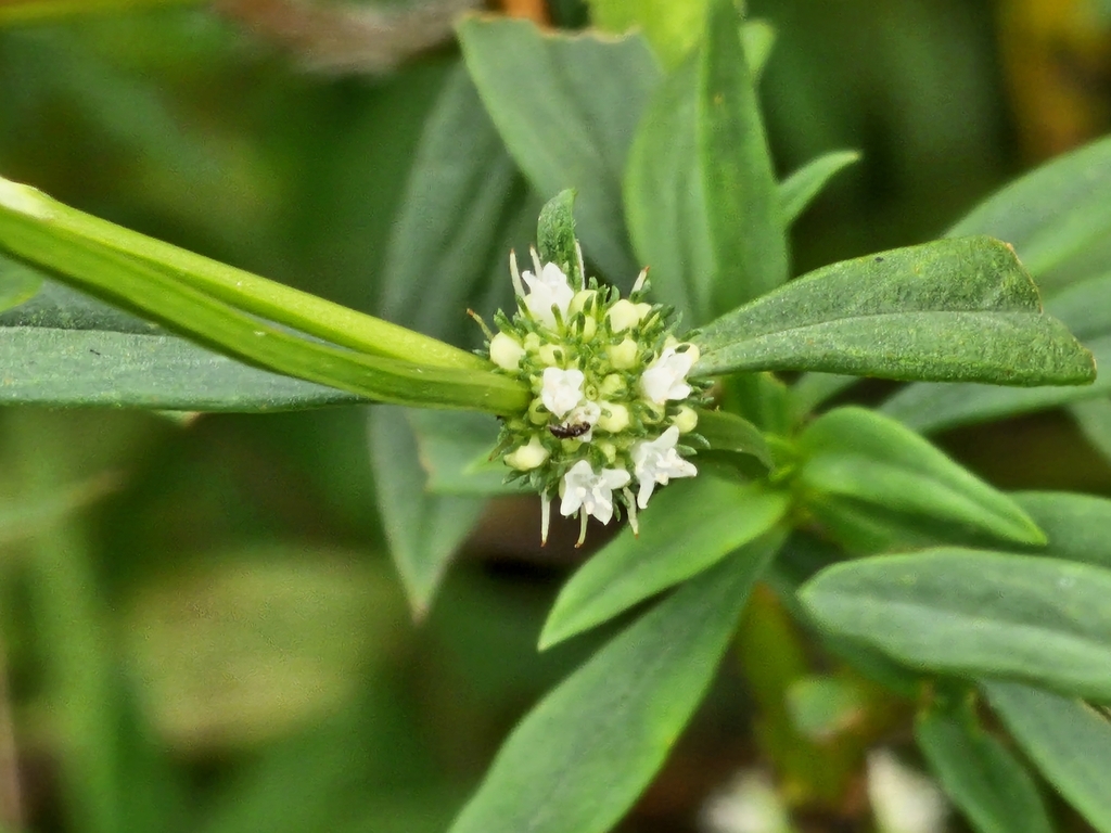 shrubby false buttonweed from St Cloud, FL 34772, USA on November 13 ...