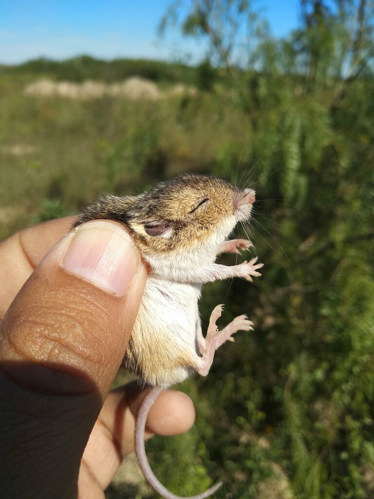 North American Deer Mice from Matamoros, Tamps., México on November 27 ...