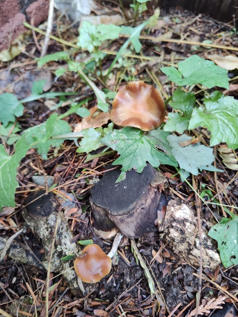 Wavy Cap in November 2023 by Matt · iNaturalist