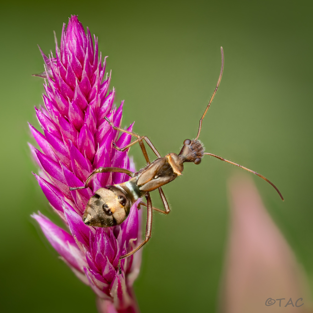 Texas Bow-legged Bug from Long Canyon, Austin, TX 78730, USA on ...