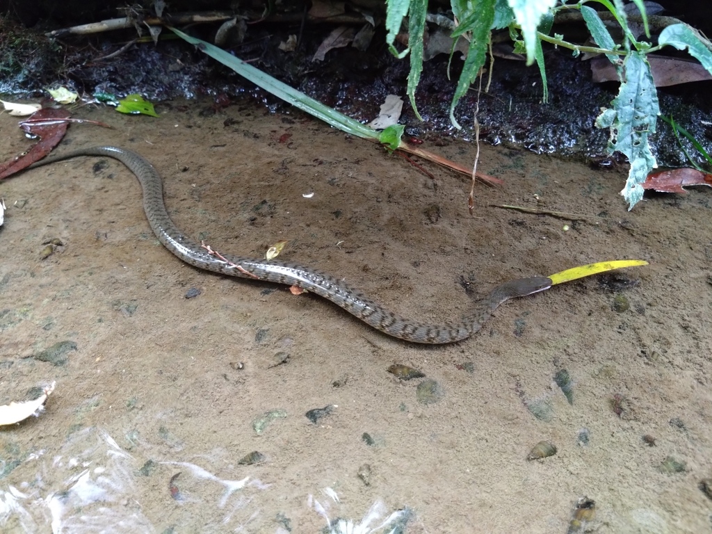Eastern Water Snake in November 2023 by Benny Wu · iNaturalist