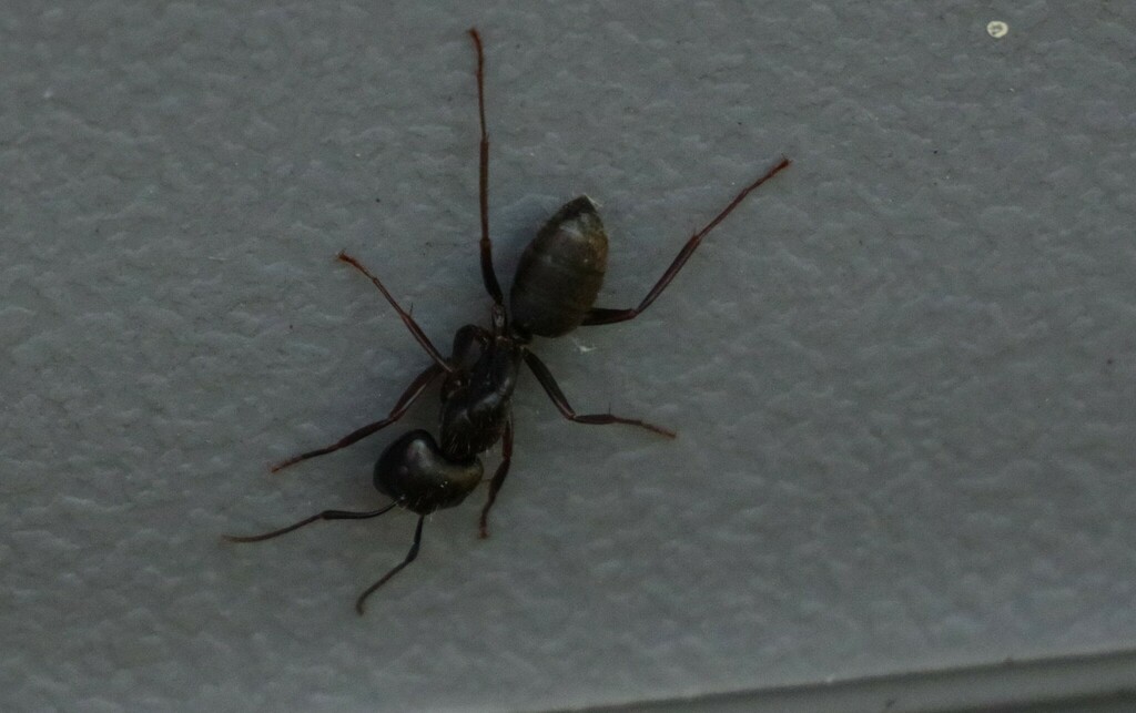Eastern Black Carpenter Ant from Royal Botanical Gardens - Arboretum ...