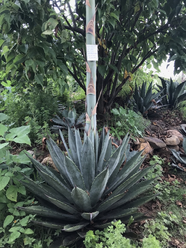 Agave lyobaa from Callejón de Bravo, Santa Catarina Minas, Oax., MX on ...