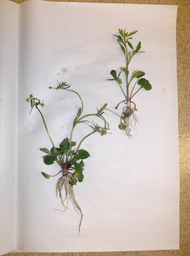 low spearwort (Nash Prairie Plants List) · iNaturalist