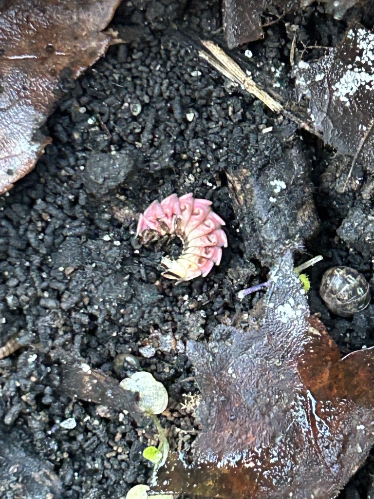 Fireflies from Birchwood Dr, Mentor, OH, US on November 13, 2023 at 04: ...