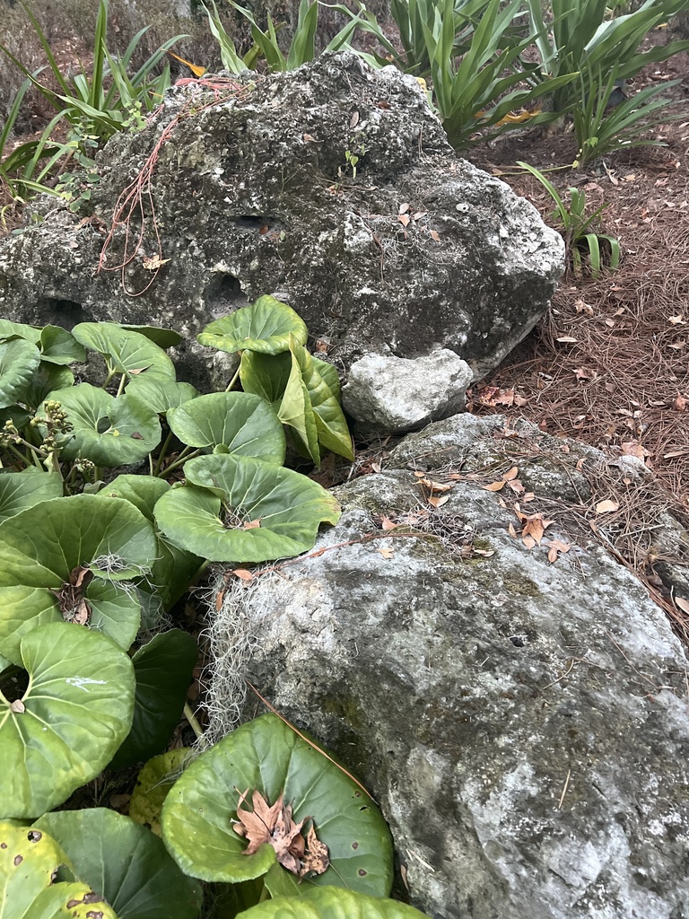 flowering plants from University of Florida, Gainesville, FL, US on ...