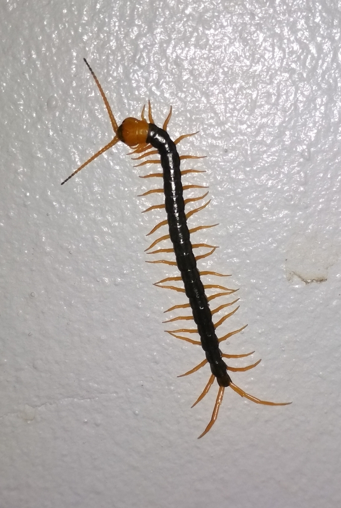 Pacific Giant Centipede from ຮອ່ມ 07, Vientiane, Laos on March 26, 2019 ...