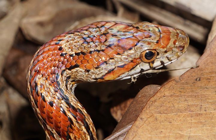 10 Facts About The Corn Snake (USA) – Snake Radar