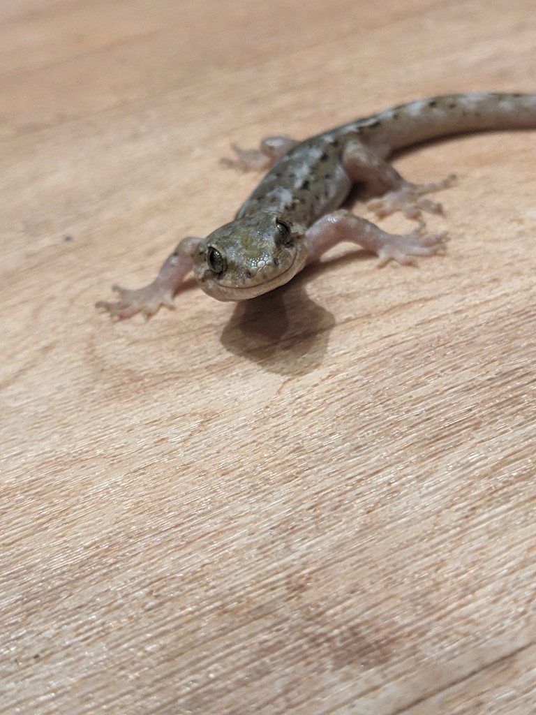 New Zealand Brown Geckos in November 2023 by naturallyabundantboy. 1 ...