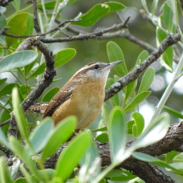 Carolina Wren in November 2023 by Lissa Martinez. A carolina wren sang ...