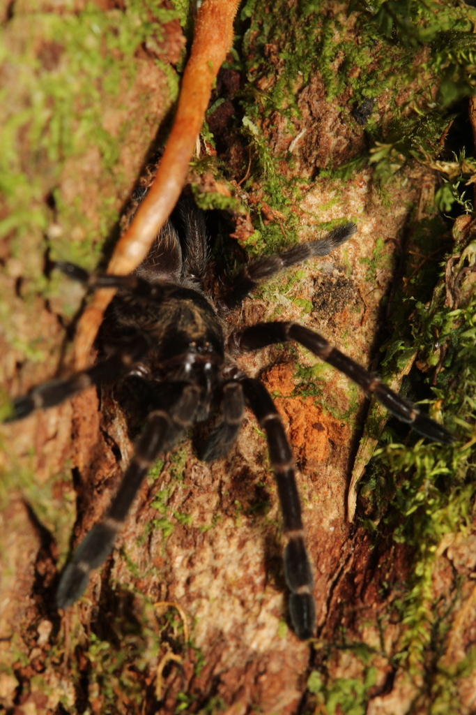 Skeleton Tarantulas in November 2023 by a_f_r · iNaturalist