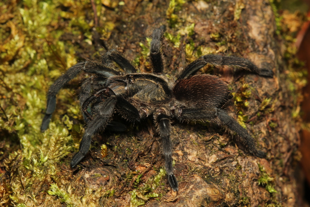 Skeleton Tarantulas in November 2023 by a_f_r · iNaturalist