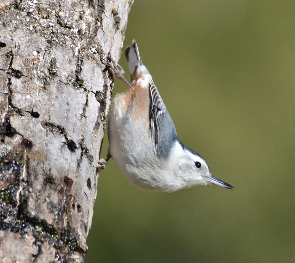 White-breasted Nuthatch (Birds of Wind Cave National Park) · iNaturalist
