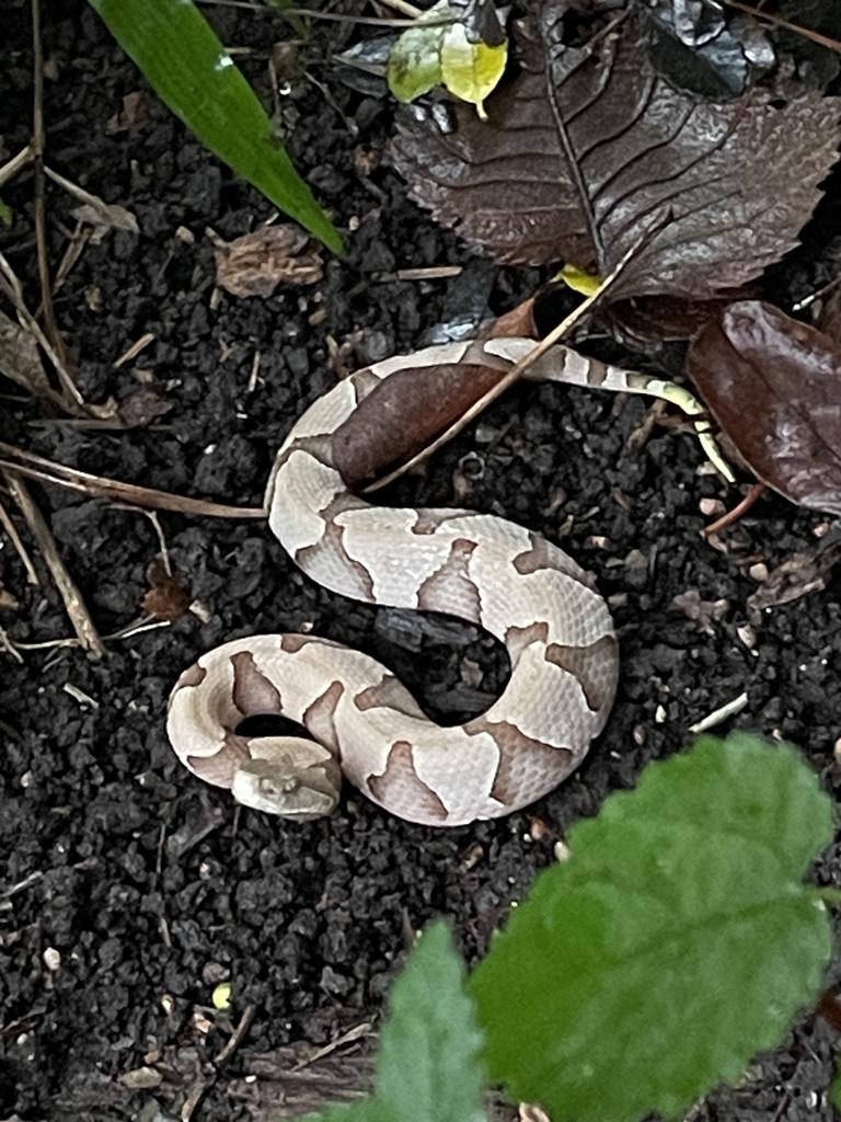 Eastern Copperhead from Memorial Park Conservancy, Houston, TX, US on ...
