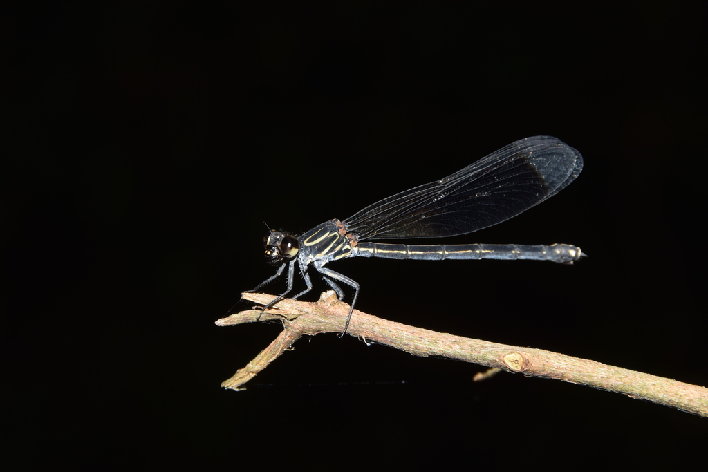 Formosan Damselfly from Wulai District, New Taipei City, Taiwan 233 on ...