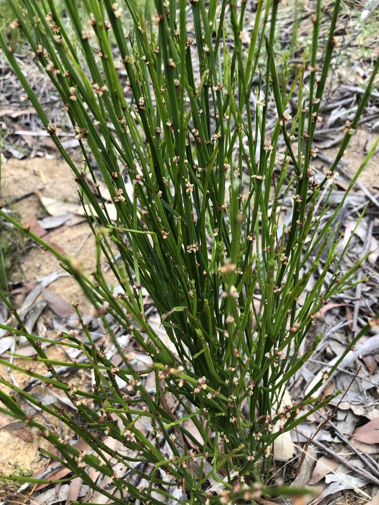 Broom Spurge from Blue Mountains NSW, Australia on November 13, 2023 at ...