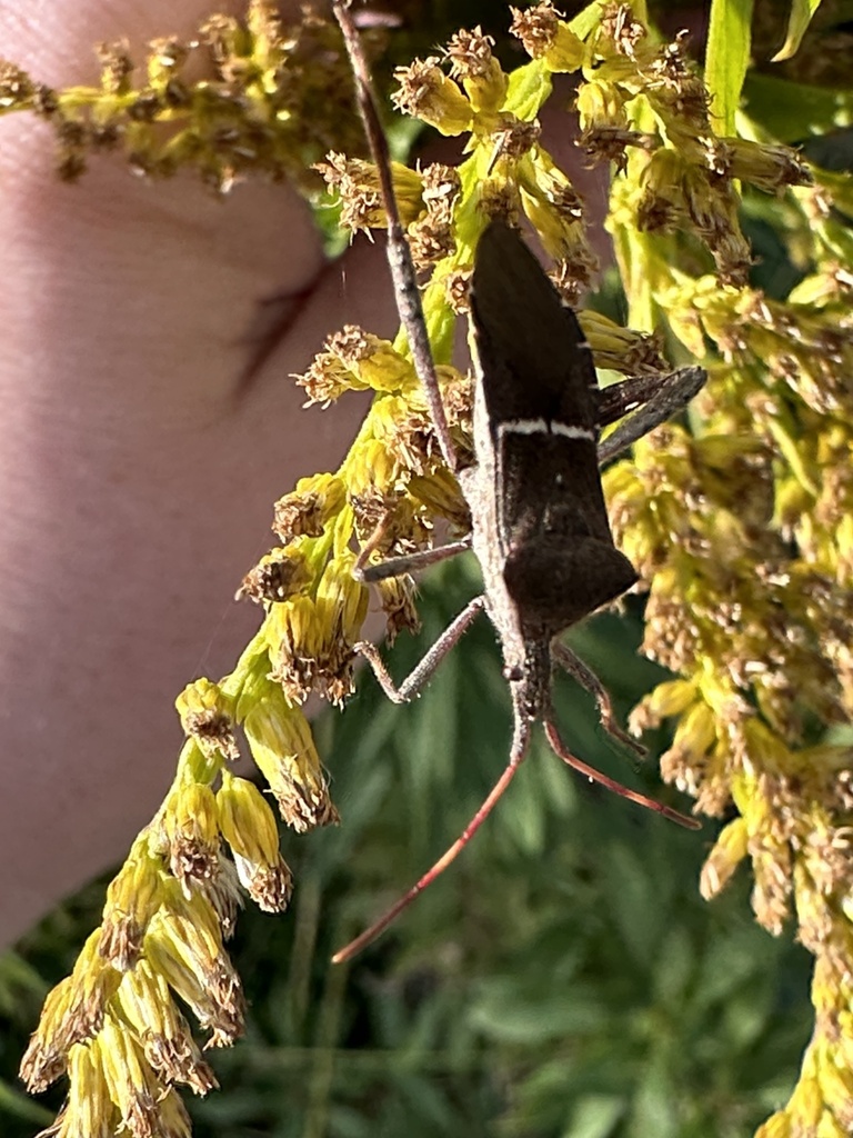 Eastern Leaf-footed Bug from Refuge Rd, Sherman, TX, US on November 12 ...