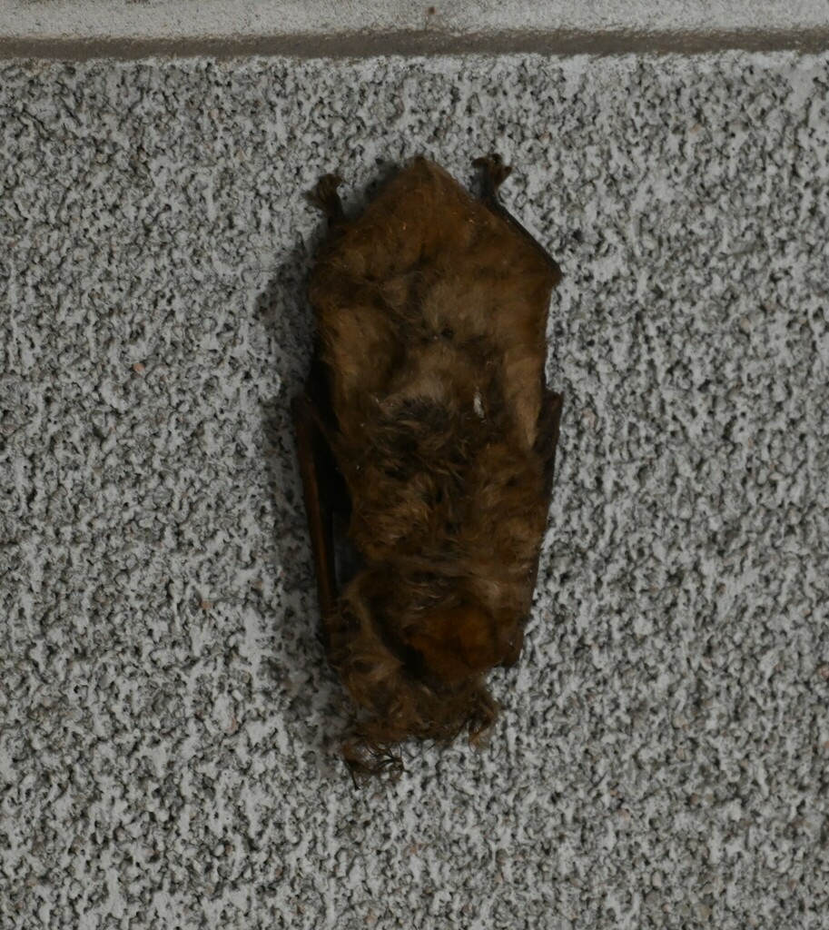 Eastern Red Bat from Central City, Corpus Christi, TX, USA on November ...