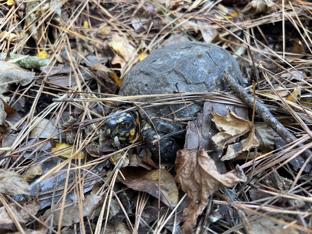 Eastern Box Turtle in November 2023 by Andy Jones · iNaturalist