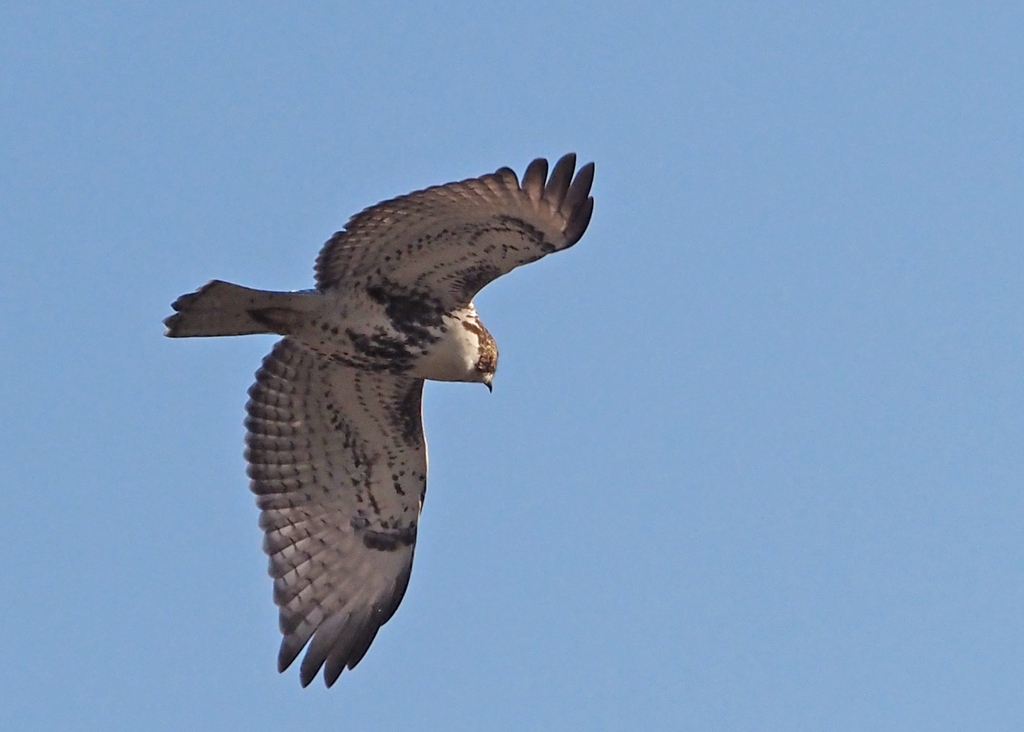 Red-tailed Hawk in November 2023 by Gary James. Great day for hawks and ...