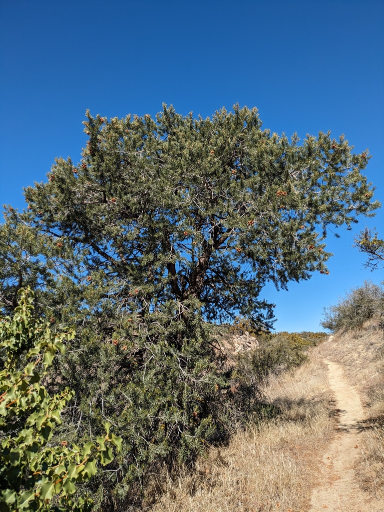 Parry pinyon from Riverside County, CA, USA on November 9, 2023 at 10: ...