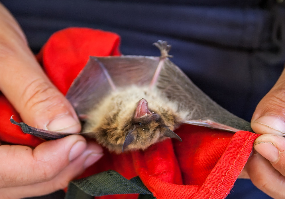 Brandt's bat from Шемуршинский р-н, Чувашская Респ., Россия on June 28 ...