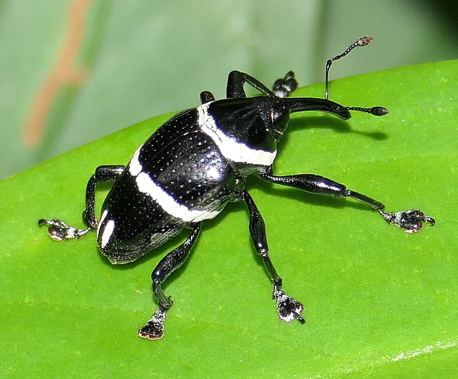 Cholus lacordairei segregatus from Alajuela Province, San Carlos, Costa ...