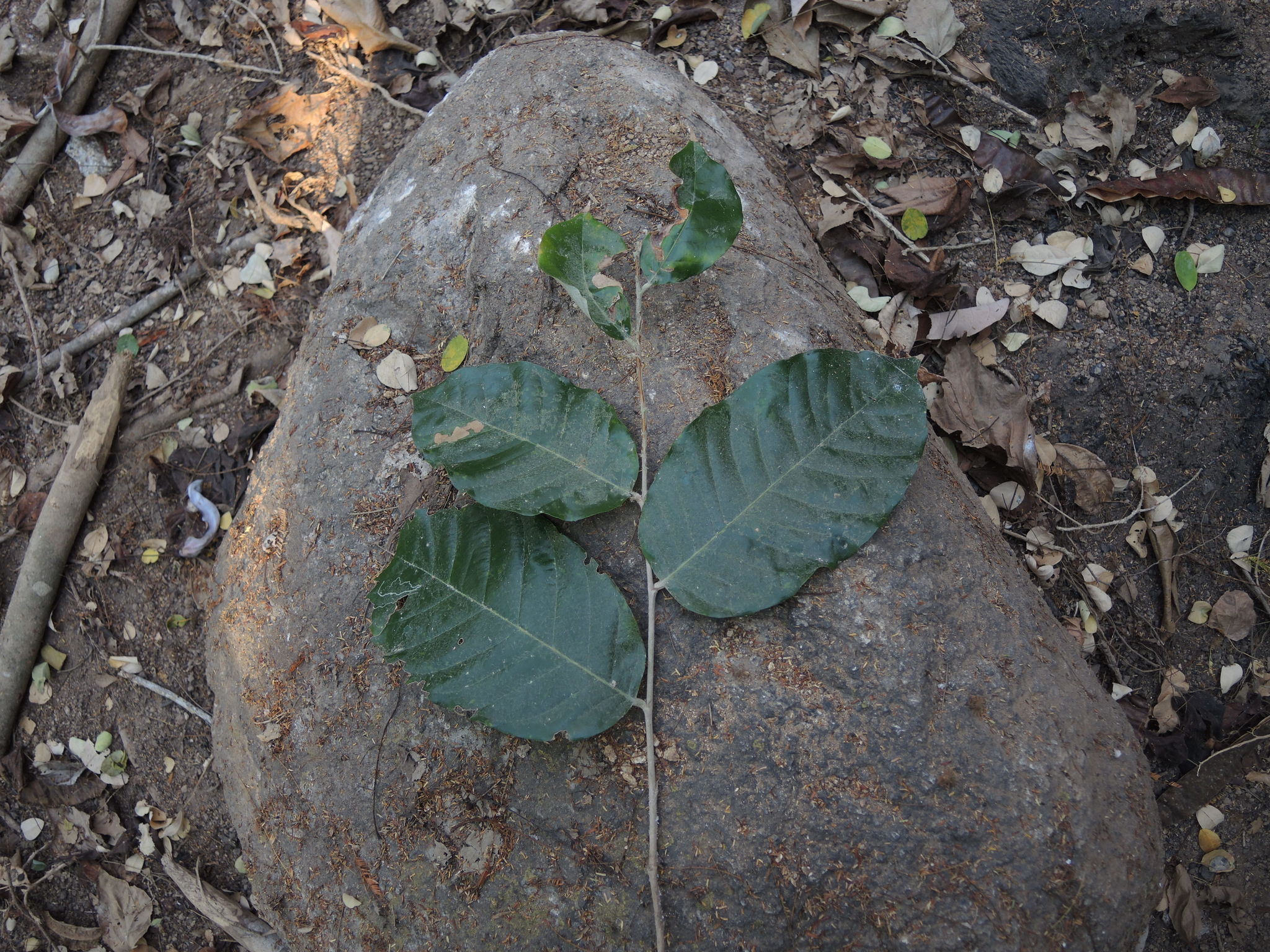 Couepia polyandra (Kunth) Rose