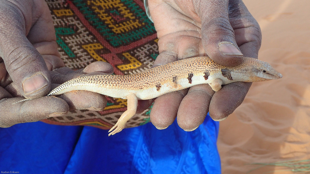 White-banded Sandfish from Errachidia Province, Morocco on March 11 ...