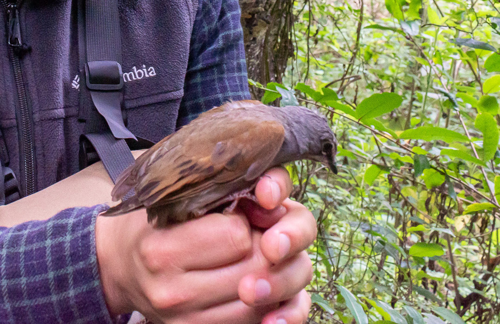 Brown-backed Solitaire from Tlalmanalco, Méx., México on May 27, 2023 ...