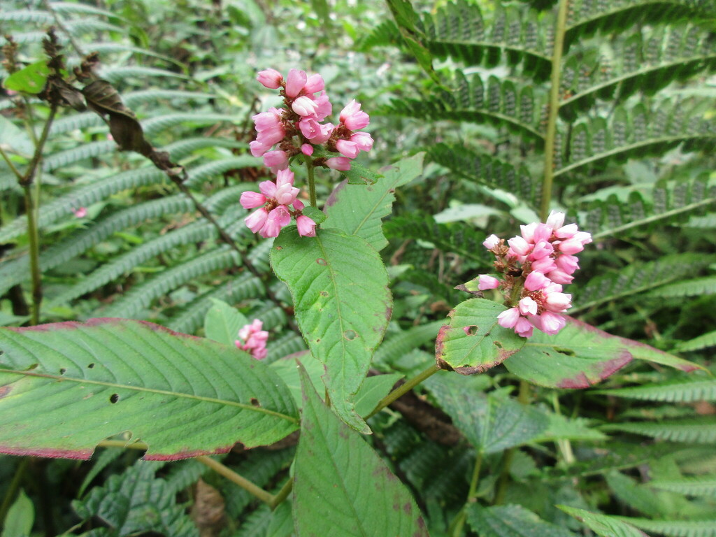Lesser Knotweed from VJC2+V8F, Darechok 44200, Nepal on October 15 ...