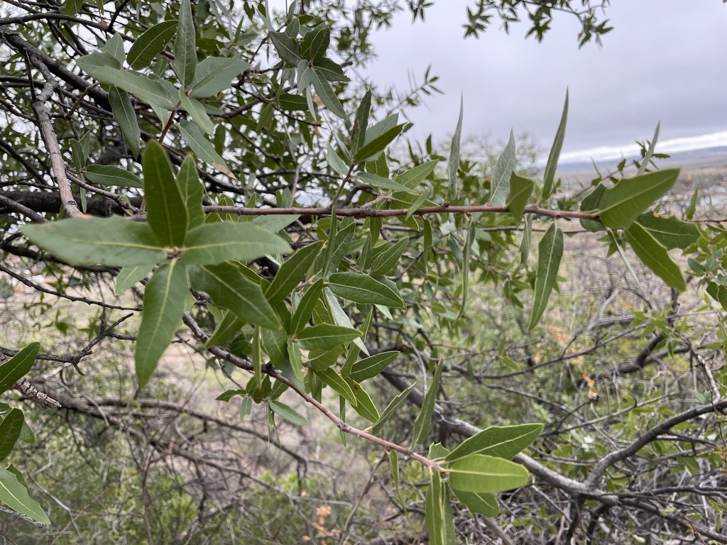 Emory oak from Fort Davis, TX 79734, USA on November 12, 2023 at 12:30 ...