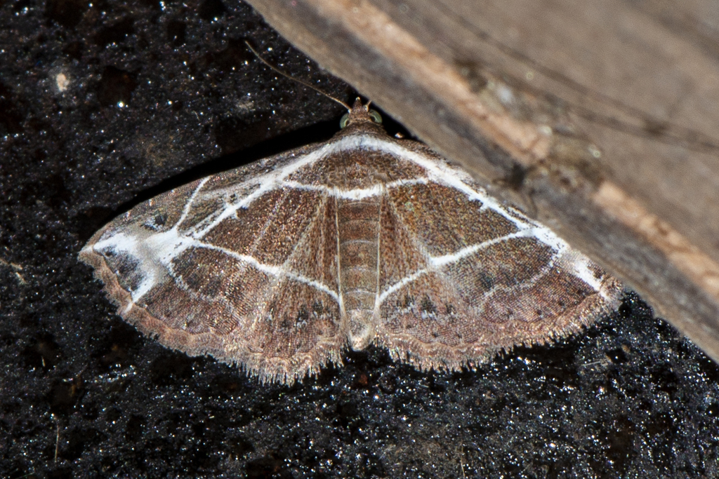 Zurobata fissifascia from Makunda Christian Hospital, Karimganj ...