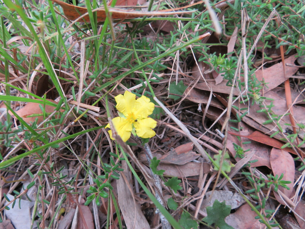 guinea-flowers from Brisbane QLD, Australia on November 14, 2023 at 08: ...