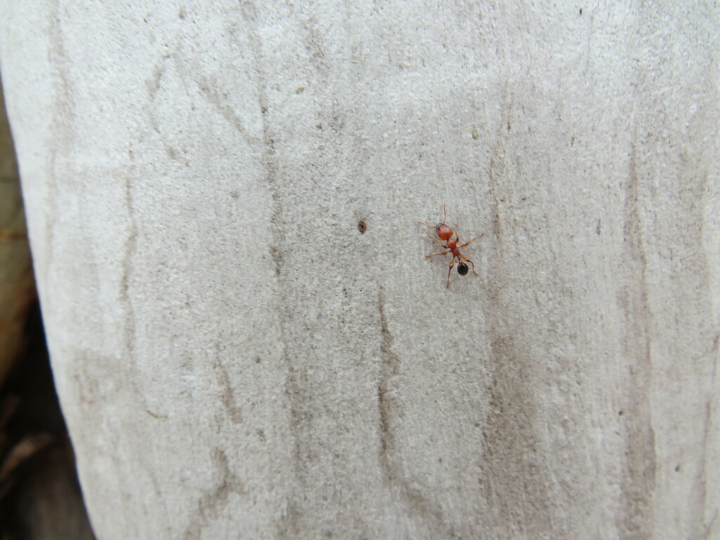 Muscular Ants from Brisbane QLD, Australia on November 14, 2023 at 08: ...