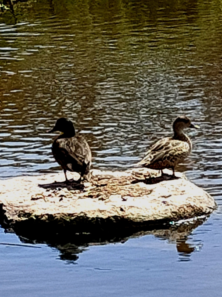 Chestnut Teal from Brighton North VIC 3186, Australia on November 11 ...