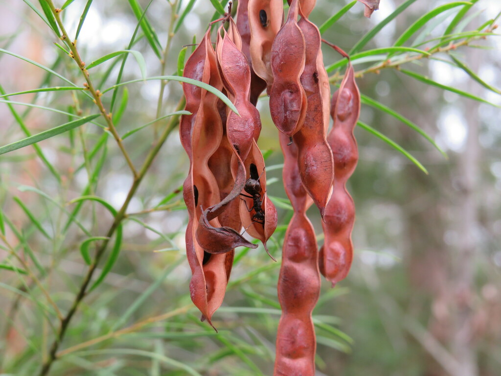 Riptortus from Brisbane QLD, Australia on November 14, 2023 at 09:06 AM ...