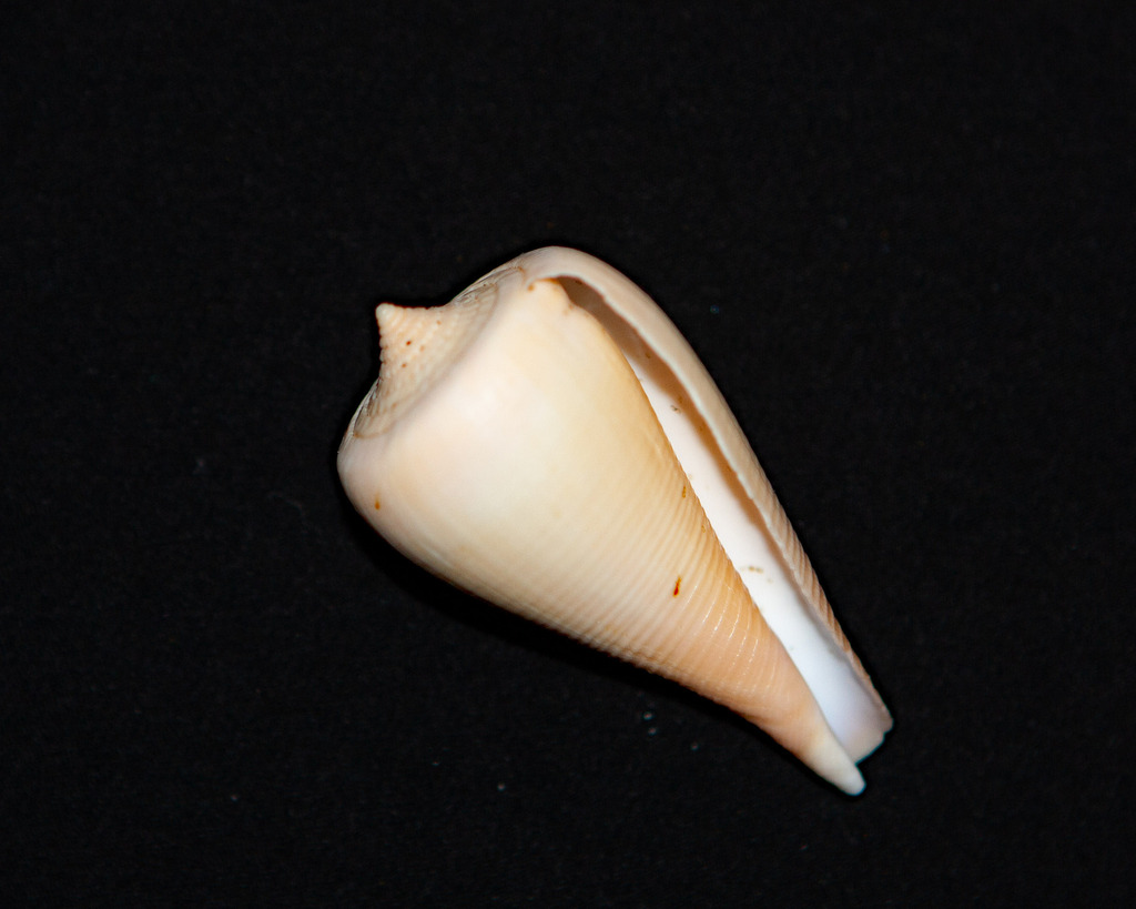 Pear-shaped Cone from Tamarindo Provincia de Guanacaste, Santa Cruz, Costa Rica on January 15 ...